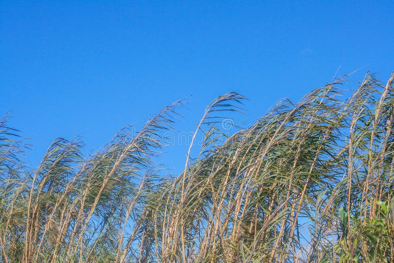 Green Grass with Windy on Vivid Blue Sky Stock Photo - Image of outdoor ...