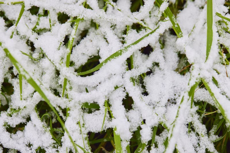 Green grass on winter stock photo. Image of snow, freshness - 265540210