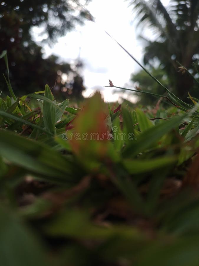 Green Grass in the Yard so Calm Stock Image - Image of grass, yard ...