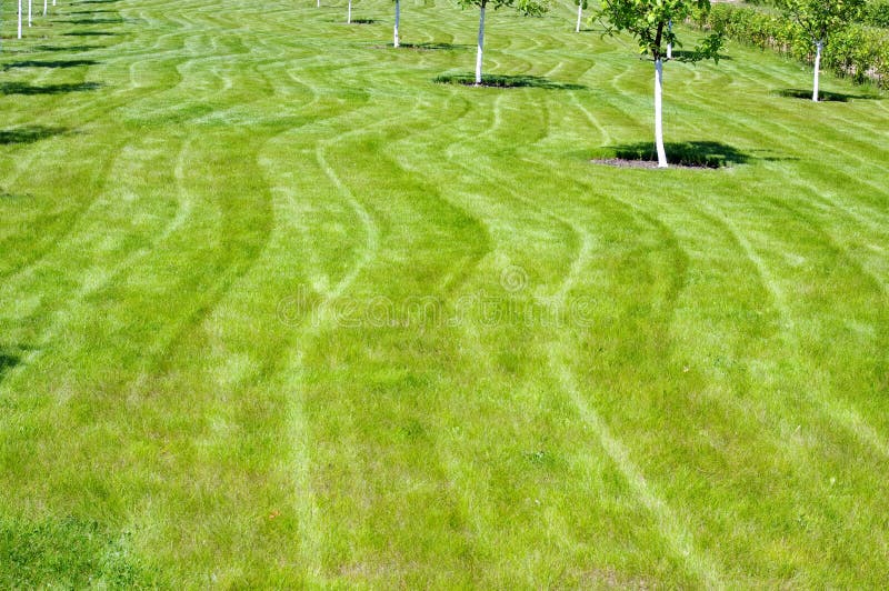 Green Grass and Young Saplings Stock Photo - Image of young, summer ...