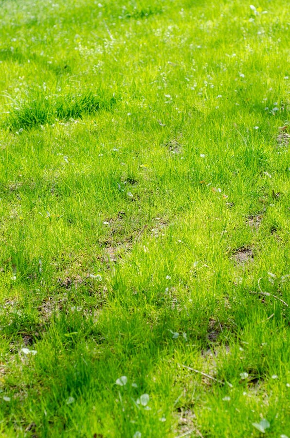 Green grass stock photo. Image of lawn, landscape, park - 30369044