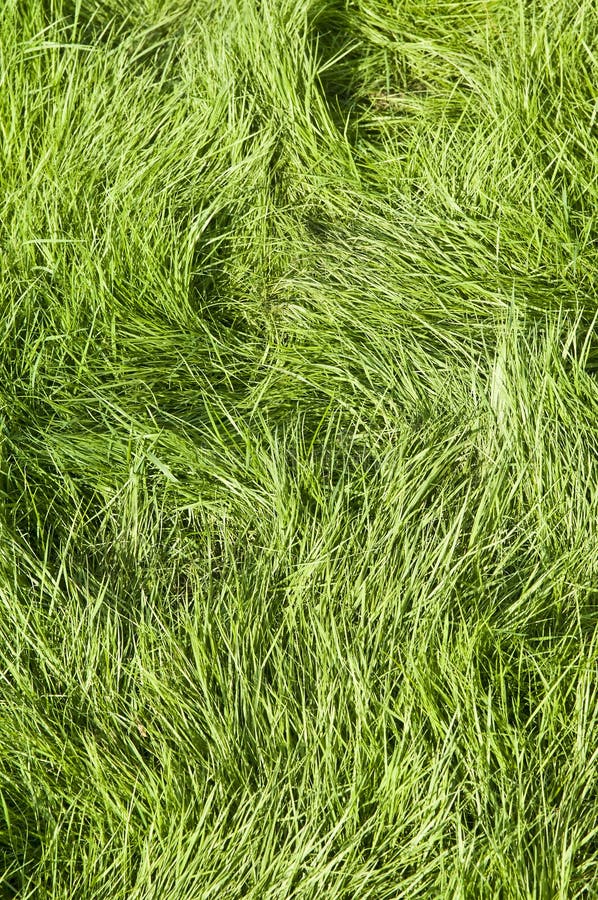 Green grassed area stock image. Image of environment - 11558953