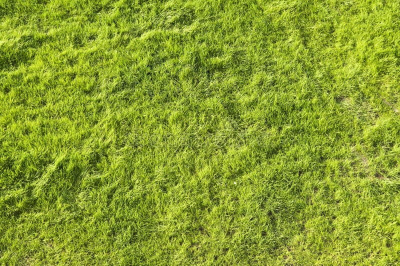 Green grassed area stock photo. Image of full, lush, growth - 11559174