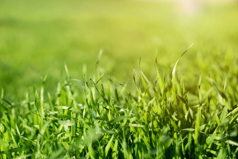 Green Grasses Growing in Spring Season with Sunlight Stock Photo ...