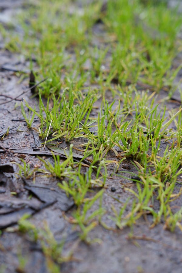 Grasses Sprouting on Muddy Ground, Vertical Shot Stock Image - Image of ...