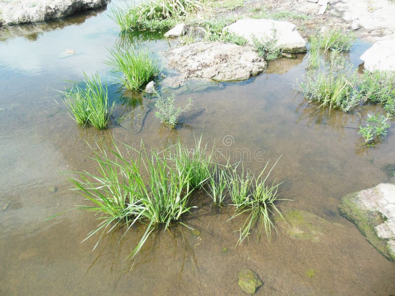Water Grasses In Marshy Meadows, Fields And Blue Sky Stock Photo ...