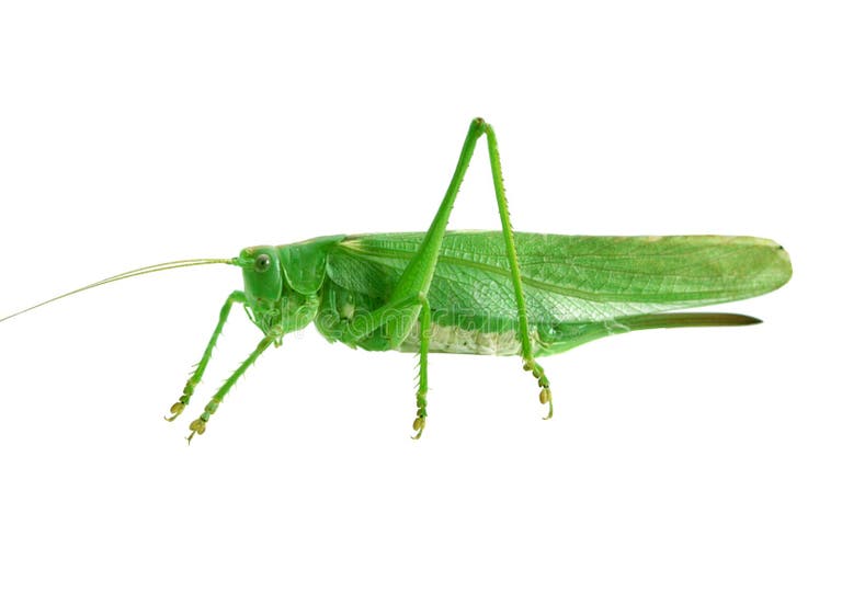Green grasshopper stock photo. Image of leaf, jump, insect - 23522794