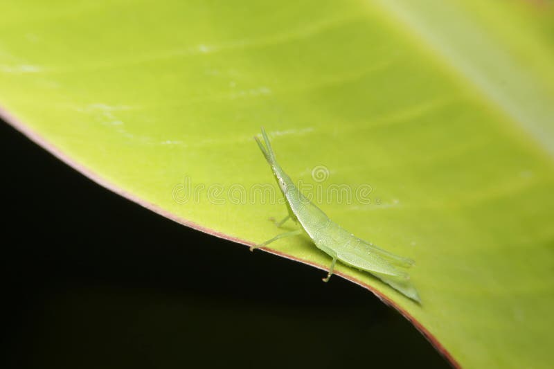 Green Grasshopper, Atractomorpha Similis, Northern Grass Pyrgomorph ...