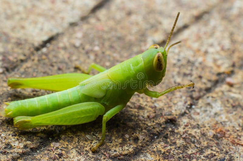 Green grasshopper stock photo. Image of handwork, designer - 59994904