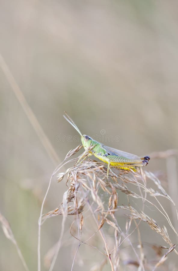 Green grasshopper close up stock photo. Image of grasshopper - 43700840