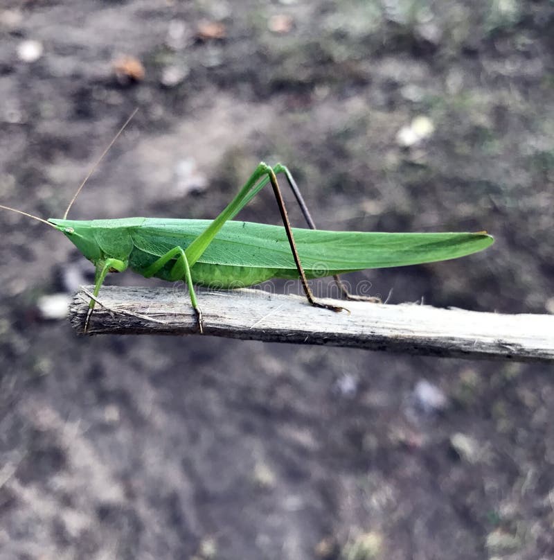Grasshopper in fall garden stock image. Image of green - 77590055