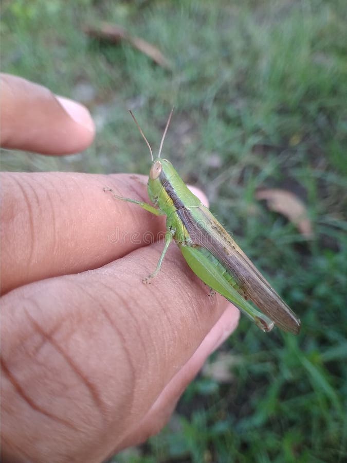 Green Grasshopper Crawling on Human Hand Stock Image - Image of ...