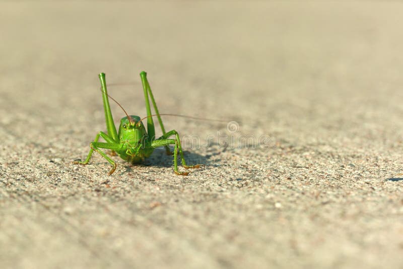 Locust Mouthparts Stock Photos - Free & Royalty-Free Stock Photos from ...
