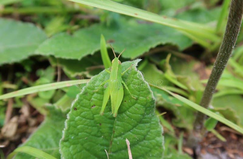Green Grasshopper in the Forest, Closeup Stock Image - Image of hopper ...