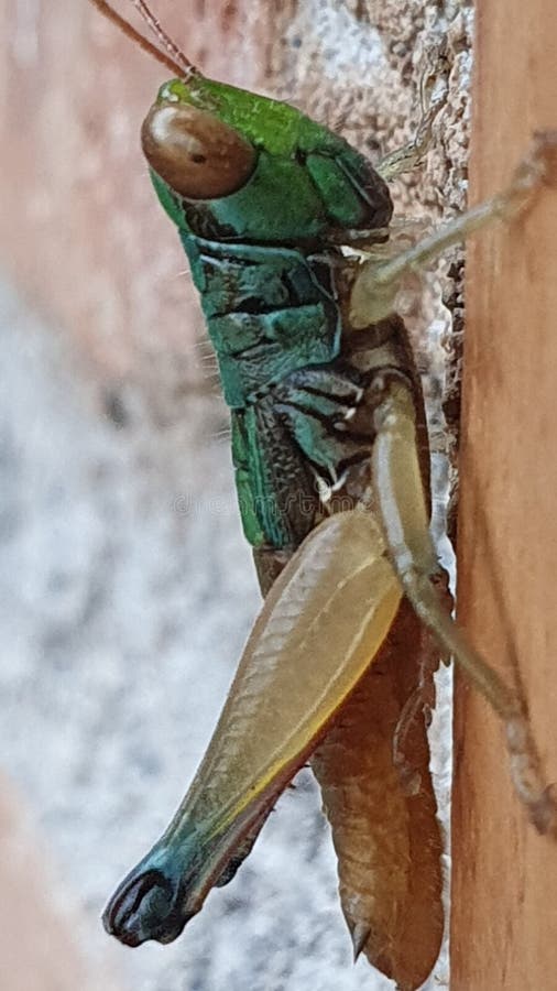 Zoomed Grasshopper Stock Photos - Free & Royalty-Free Stock Photos from ...