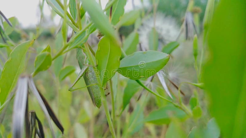 Green Grasshopper Common Grasshopper Tettigonia Eats Spider Stock Footage Video Of Eyes