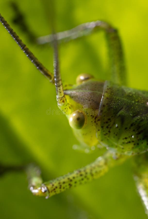 Green Grasshopper in Grassy Vegetation Stock Image - Image of jumping ...