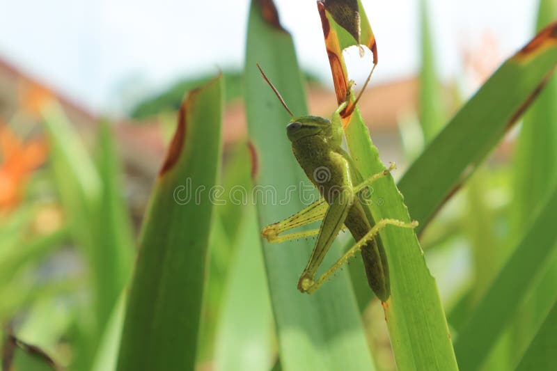Green Grasshopper Herbivorous Insects from the Suborder Caelifera Stock ...