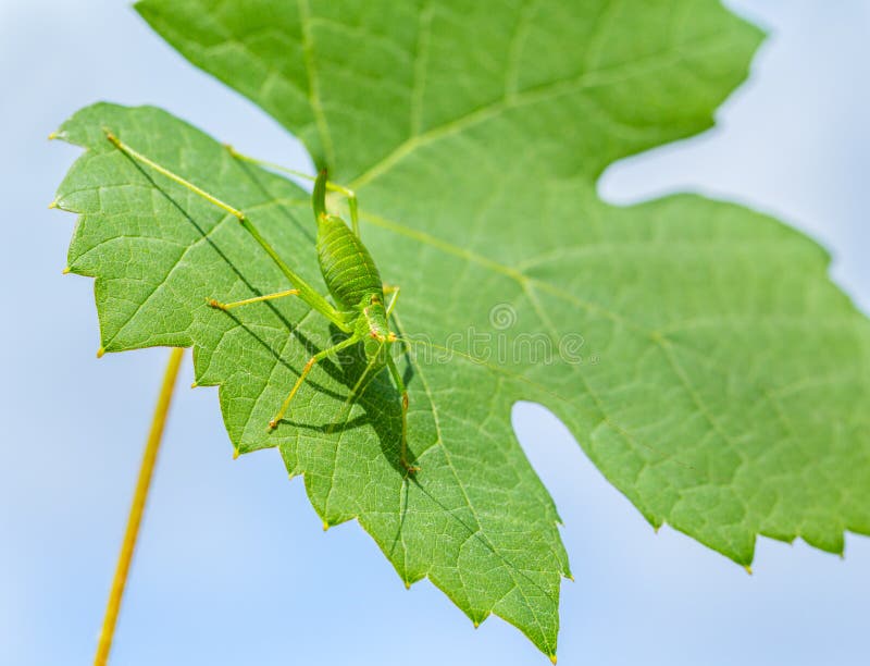 Green Grasshopper Insect on Grape Leaf with Sky Stock Image - Image of ...