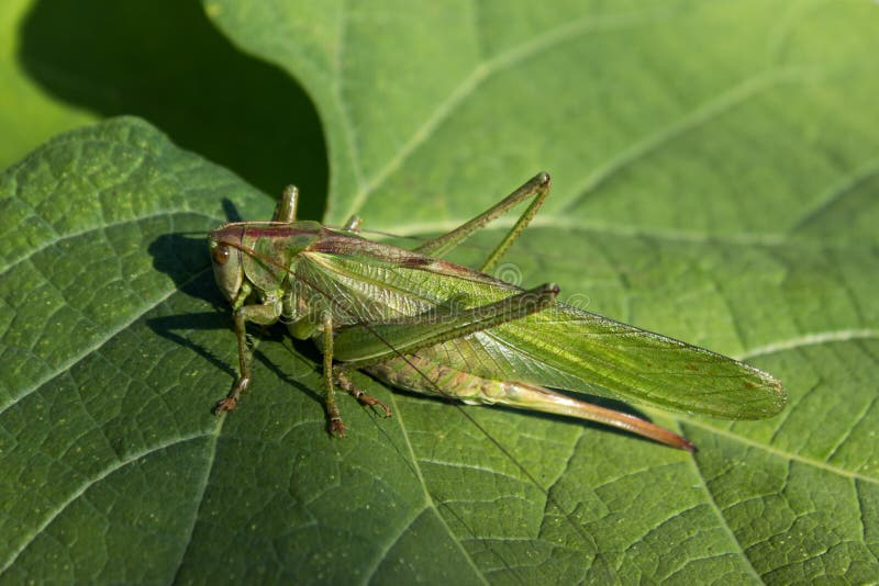 Green Grasshopper on the Leaf Stock Image - Image of isolated, detail ...