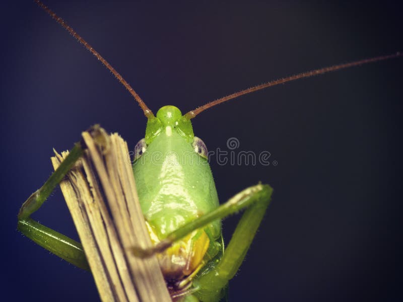 Green Grasshopper Look in the Camera Stock Image - Image of detail ...