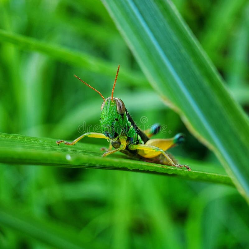 A Green Grasshopper is Looking at the Camera Stock Image - Image of ...