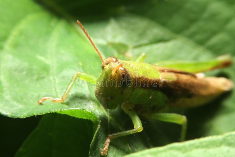 Green Grasshopper Macro in Forest Stock Photo - Image of macro, animal ...