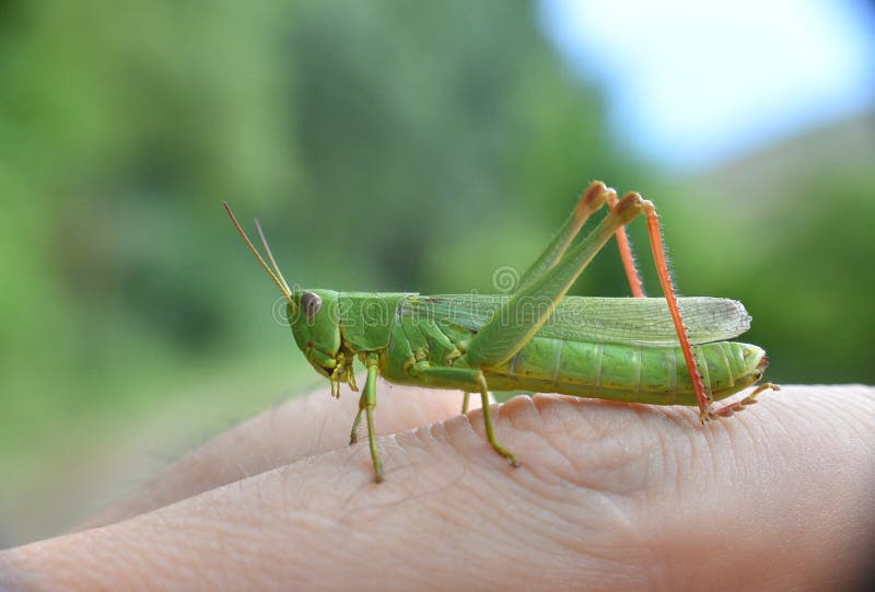 Side View of Green Grasshopper on Finger. Stock Image - Image of animal ...