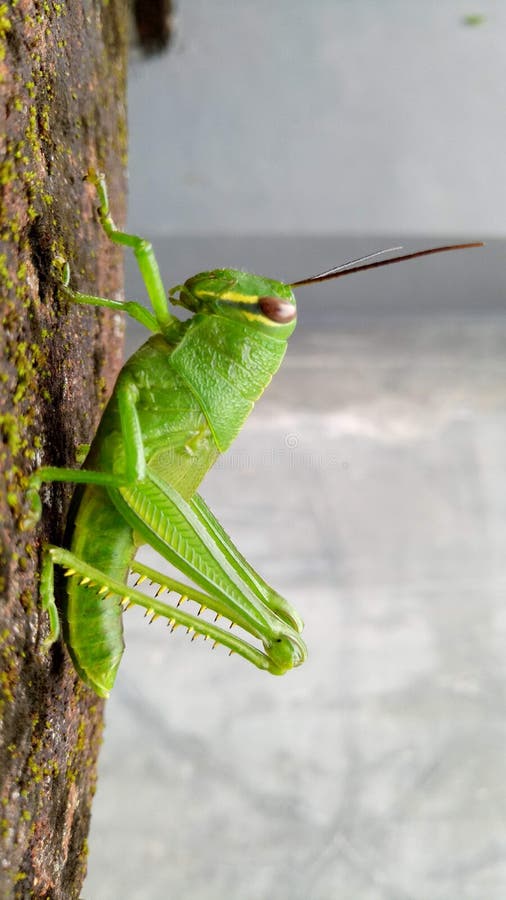Green grasshopper stock image. Image of insect, wing - 264454571
