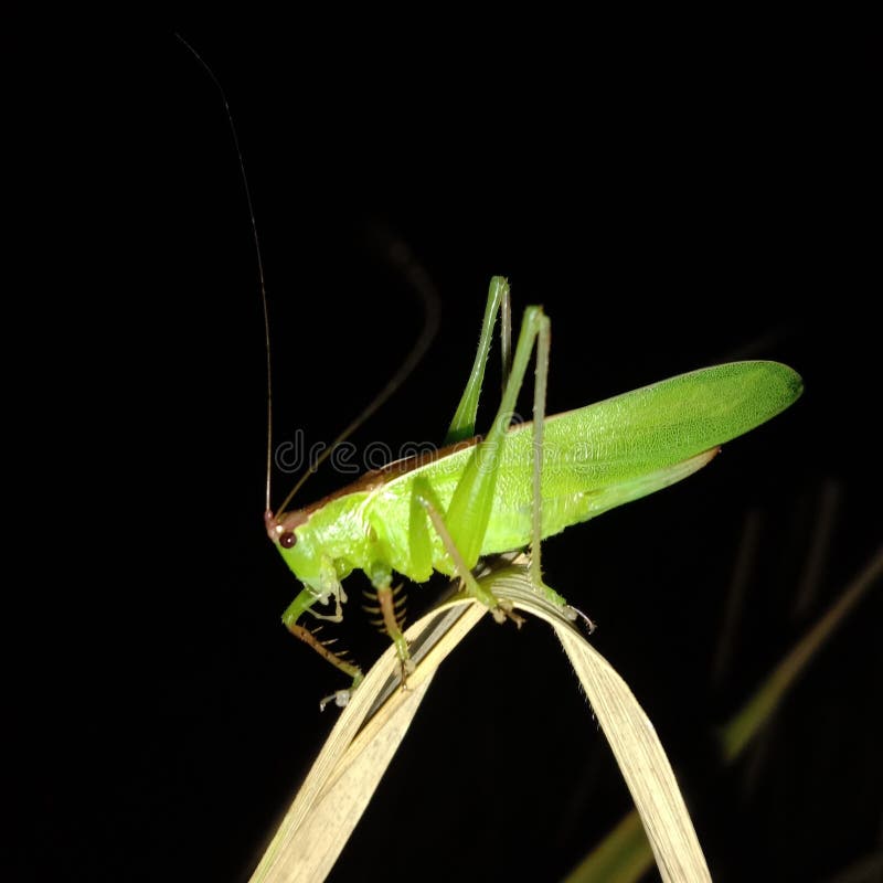 Green grasshopper at night stock photo. Image of night - 364293408