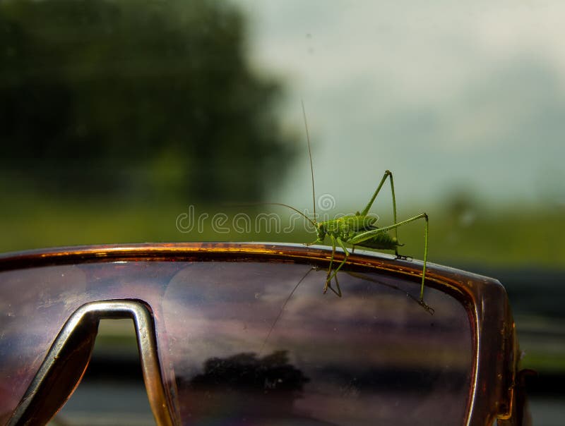 The Grasshopper is Reflecting on the Water Stock Photo - Image of glass ...