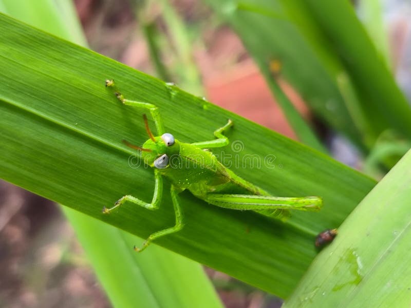 A Green Grasshopper with only One Leg Left on a Leaf of Grass Stock ...