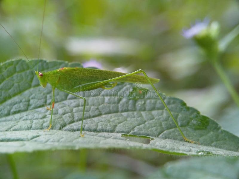 Green Grasshopper Perch and Blending with Green Grass Leaf Stock Photo ...