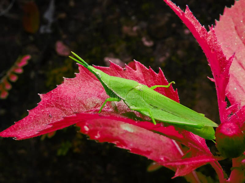 Green Grasshopper on Pink Leaves Stock Photo - Image of autumn, branch ...