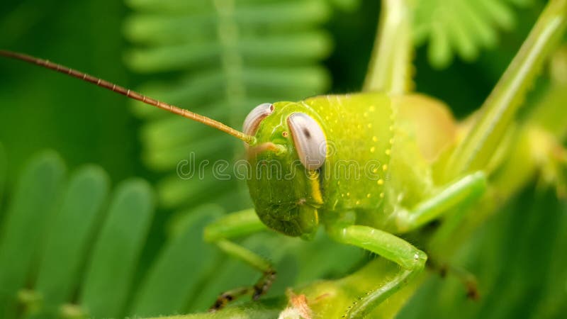 Green Grasshopper Poses for the Camera Stock Photo - Image of wallpaper ...