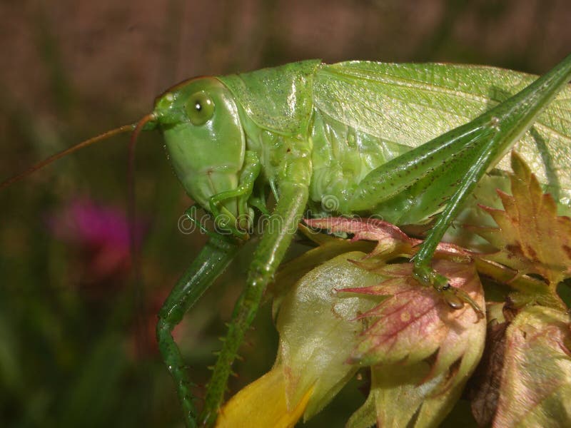 Green grasshopper stock image. Image of summer, animals - 75408917