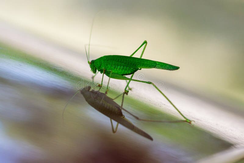 The Grasshopper is Reflecting on the Water Stock Photo - Image of glass ...