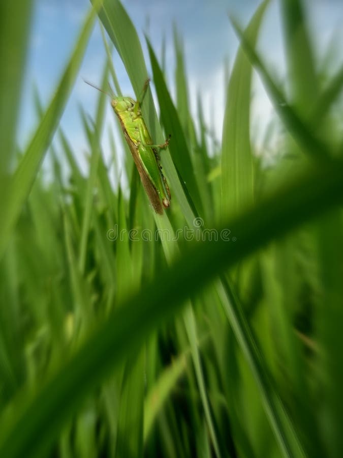 Green Grasshopper in the Rice Fields Stock Image - Image of field, lawn ...