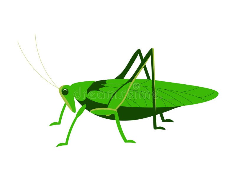 Green Grasshopper Side View Isolated on a White Stock Illustration ...