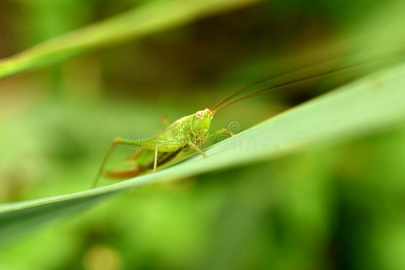 A Green Grasshopper Sits on a Leaf of a Plant. Stock Photo - Image of ...