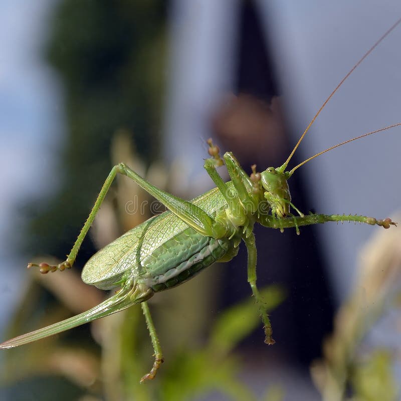 Green Grasshopper Sitting on a Window Pane Stock Image - Image of large ...
