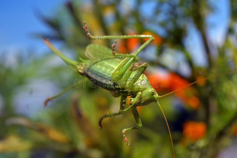 Green Grasshopper Sitting on a Window Pane Stock Photo - Image of ...