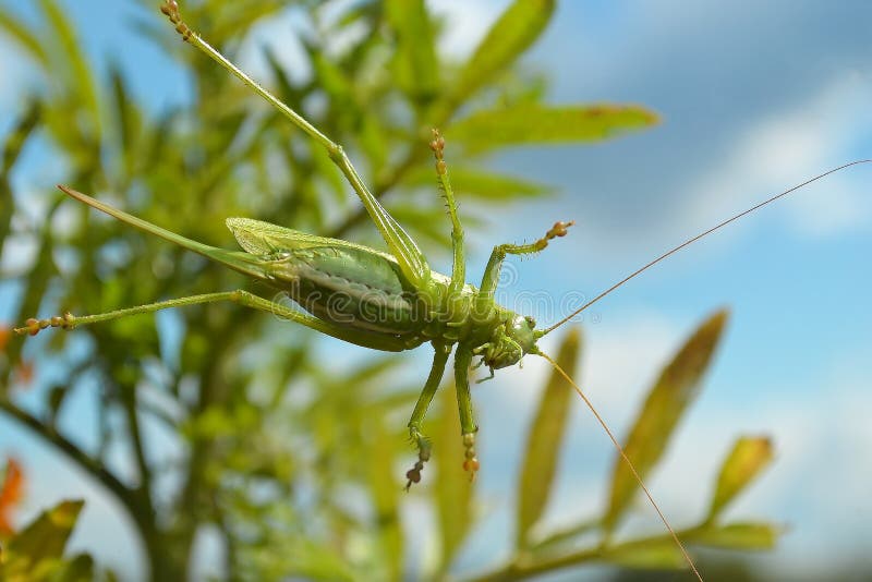 Green Grasshopper Sitting on a Window Pane Stock Photo - Image of ...