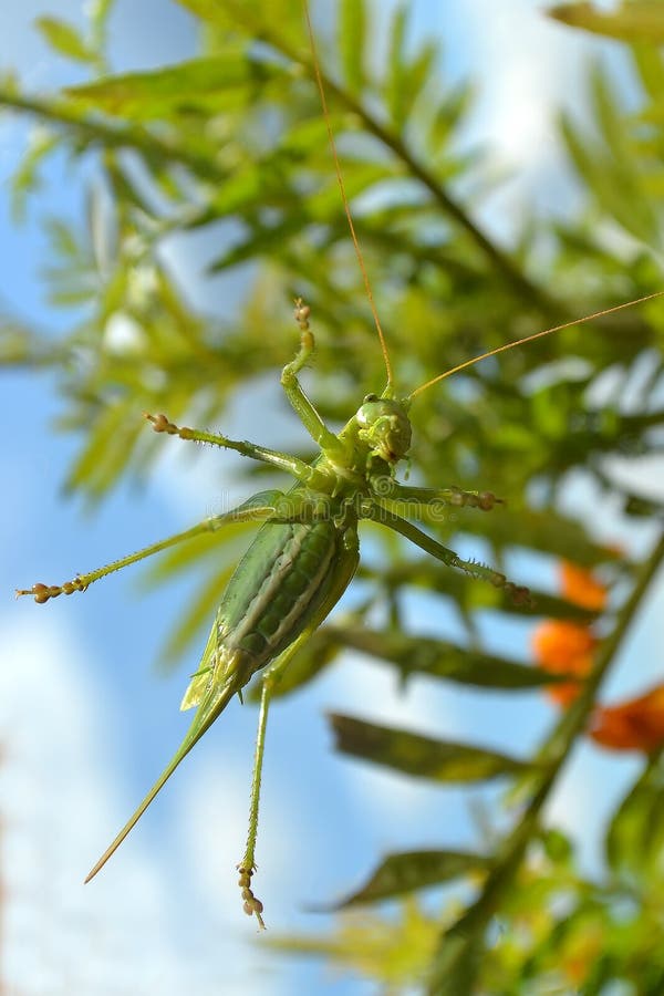 Green Grasshopper Sitting on a Window Pane Stock Image - Image of ...