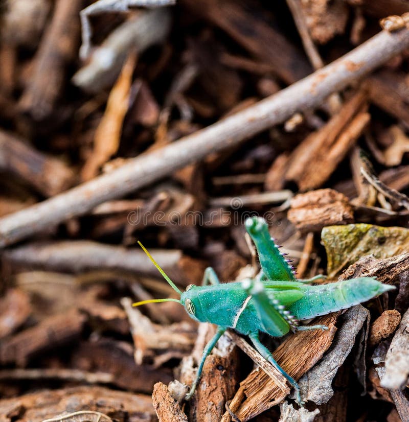 Green grasshopper stock image. Image of creature, cricket - 65798385