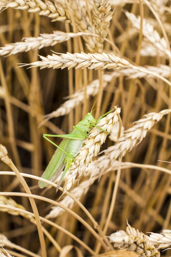 Green grasshopper stock photo. Image of agriculture - 152448814