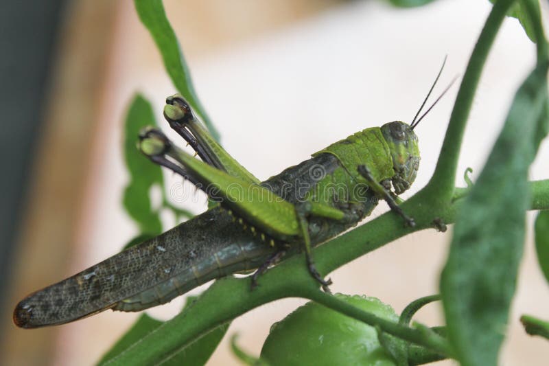 A green grasshopper stock photo. Image of animal, invertebrate - 277004700