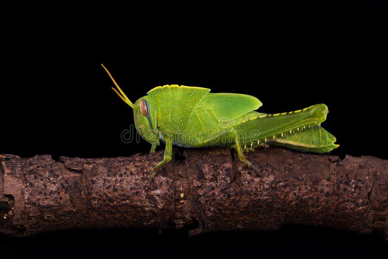 Green Grasshopper on the Tree Branch Stock Image - Image of animal ...