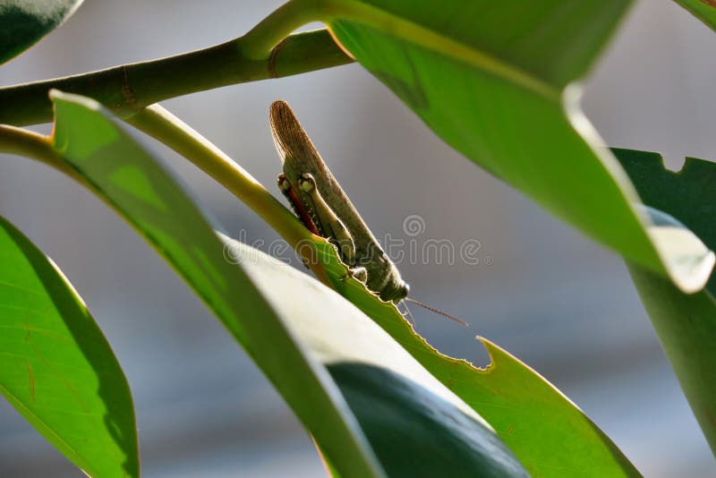 Green Grasshopper on Tree Eating Leaf Stock Image - Image of wildlife ...