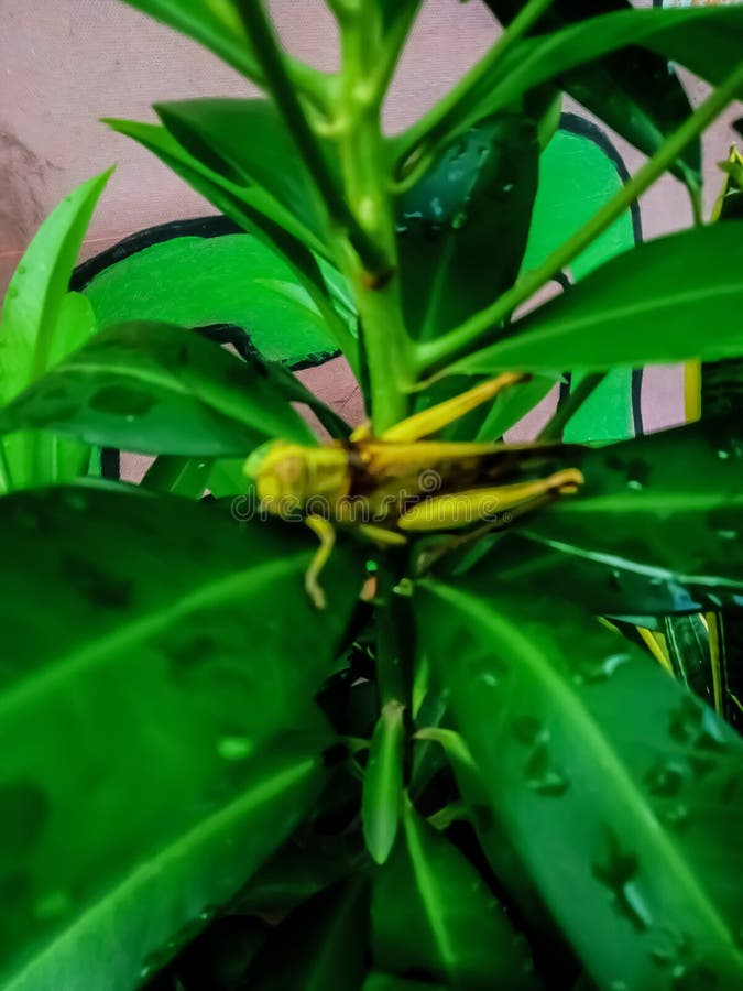 Lempeni Leaves Stock Photos - Free & Royalty-Free Stock Photos from ...